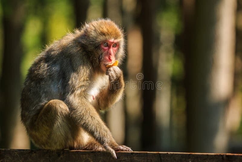 Female Japanese Makak Monkey Stock Photo - Image of flea, face: 102279566