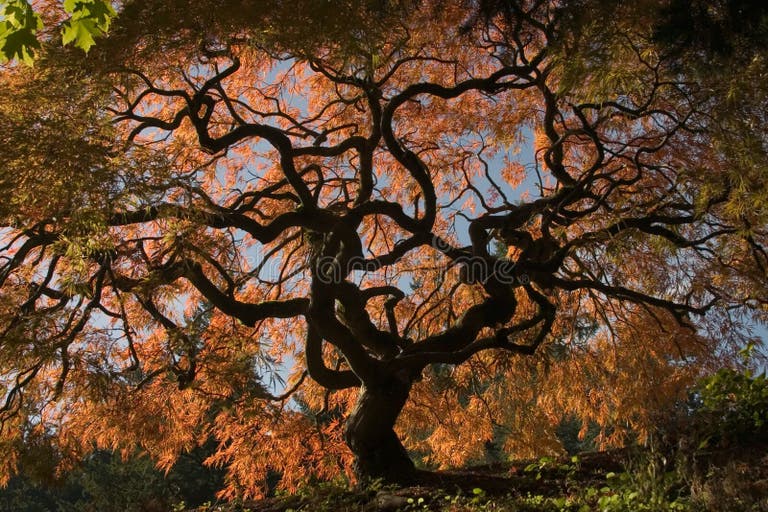 485 Japanese Bent Stock Photos - Free & Royalty-Free Stock Photos from ...