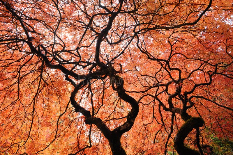 Japanese maple stock image. Image of limbs, garish, fall - 16237121