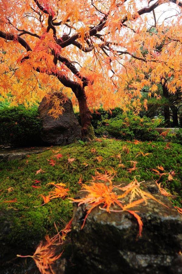 Japanese maple stock image. Image of japanese, japan - 27540303