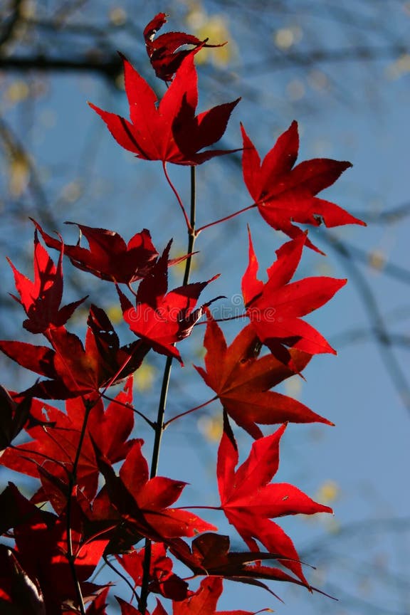 6,500 Blue Japanese Maple Tree Stock Photos - Free & Royalty-Free Stock ...