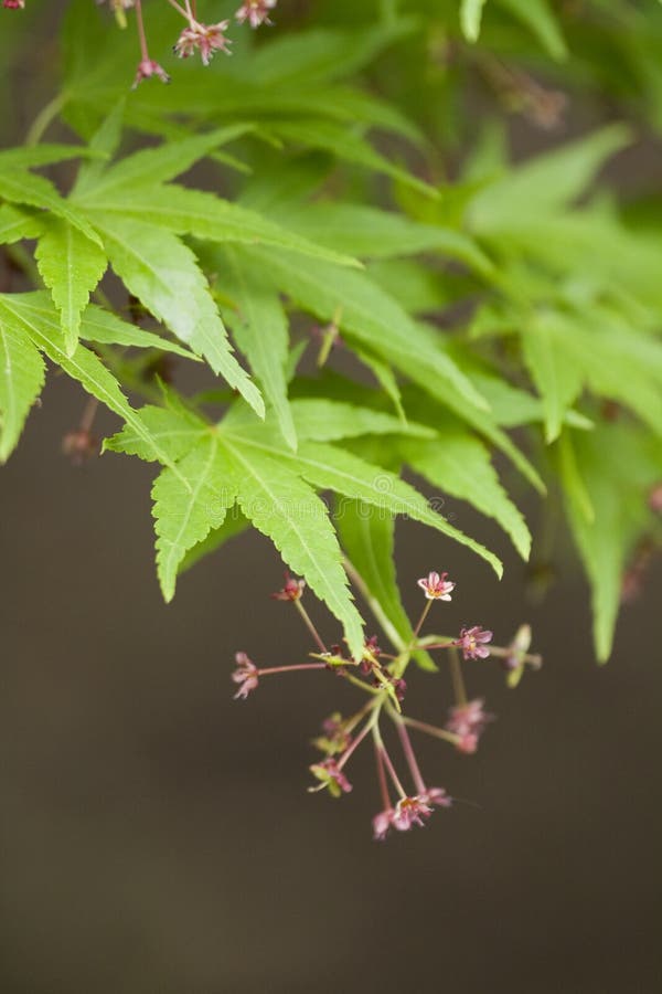 Bright Green Leaves of the Chinese Maple Tree in the Lion Grove Garden ...