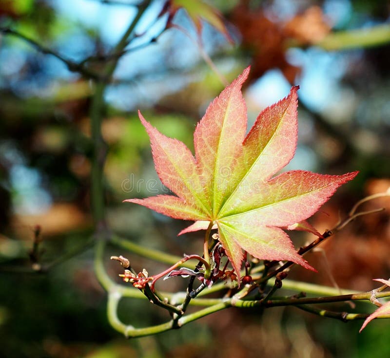Japanese Maple or Acer Palmatum Leaf Stock Photo - Image of maple, acer ...