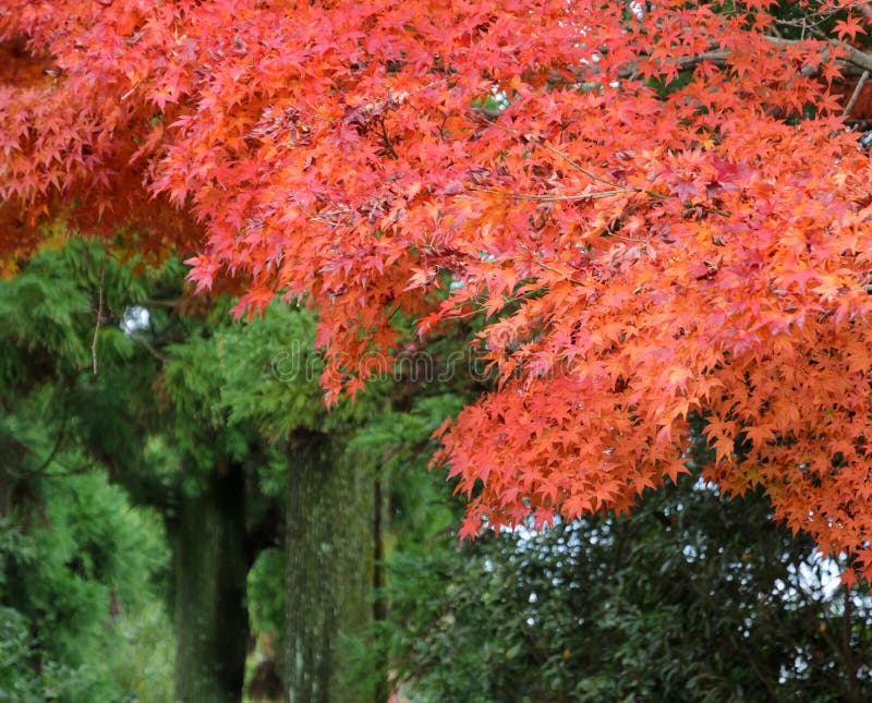 Japanese Maple Autumn Color Leaves Stock Image - Image of japanese ...