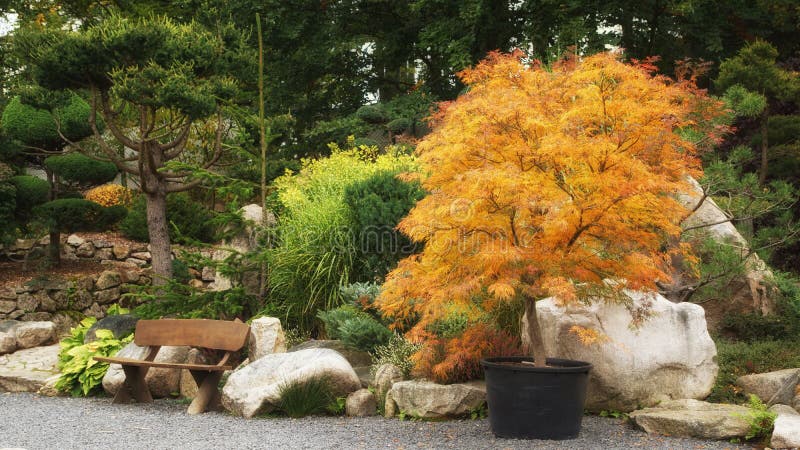 Japanese Maple, Bench and Stones in the Garden Stock Image - Image of ...