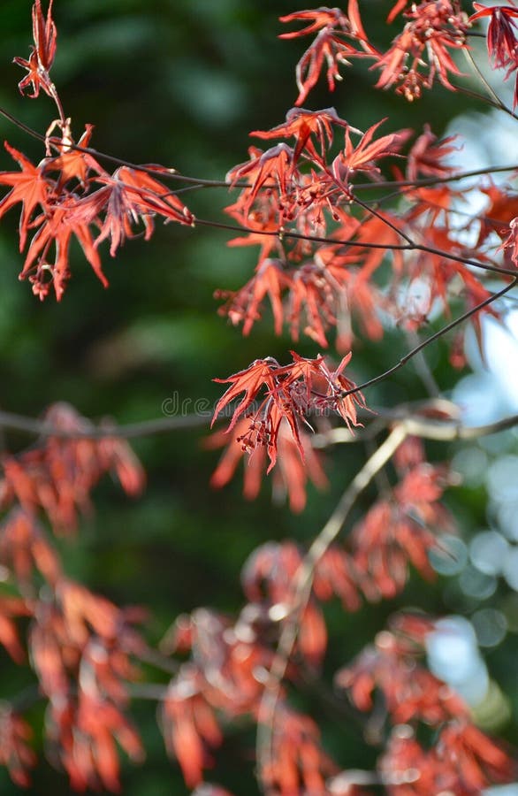 Japanese Maple stock photo. Image of close, closeup, botany - 90118954
