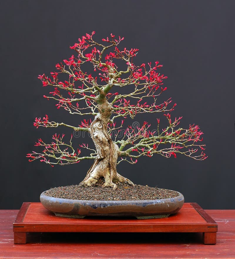 Japanese maple bonsai stock image. Image of maple, spring - 2586129