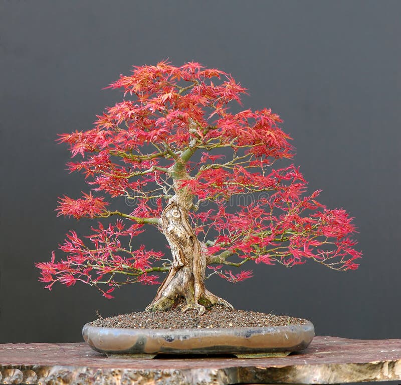 Hawthorn bonsai in bloom stock photo. Image of spring - 2631742