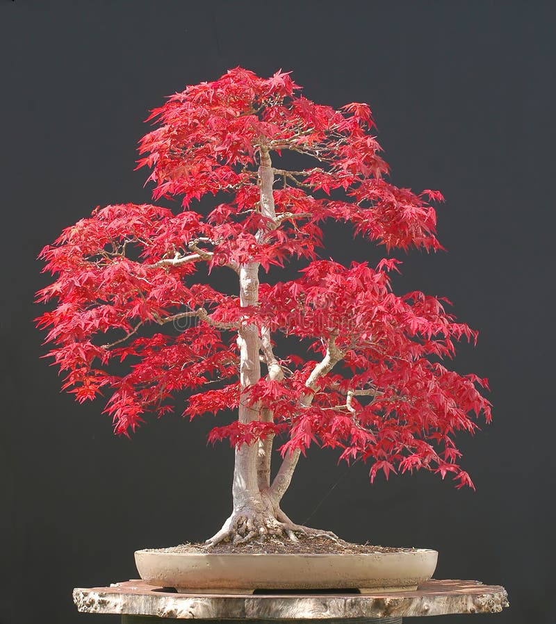 Japanese maple bonsai stock image. Image of tree, grand - 2631091