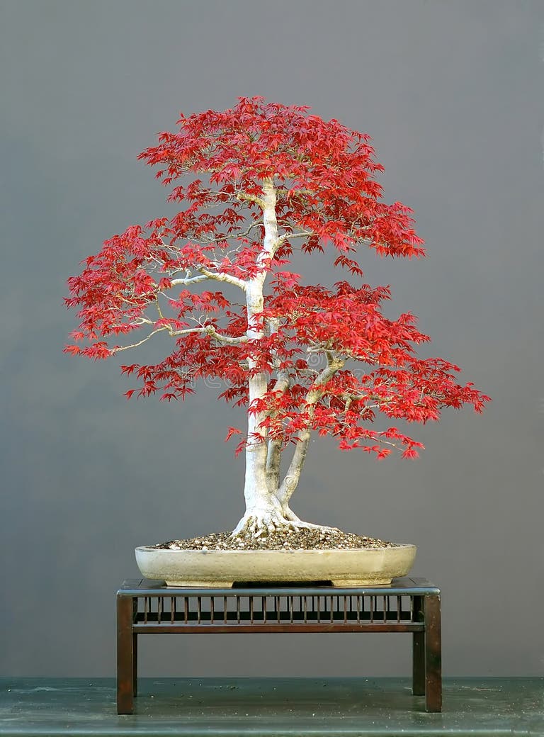 1,389 Japanese Maple Bonsai Stock Photos - Free & Royalty-Free Stock ...