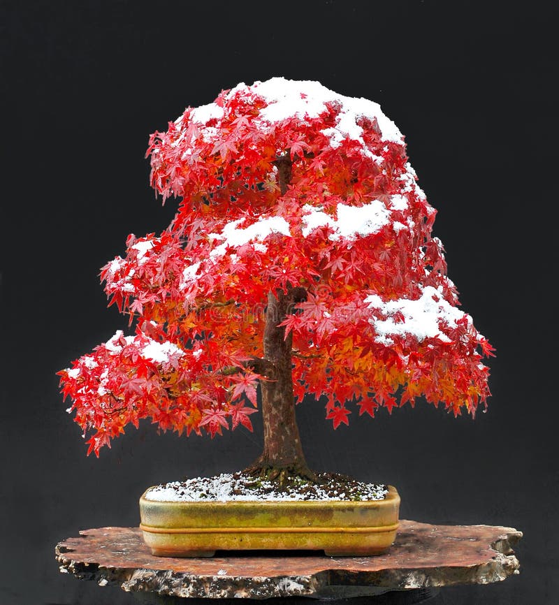 Japanese maple bonsai stock photo. Image of fall, summer - 3459526