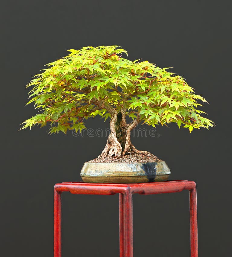 1,355 Japanese Maple Bonsai Stock Photos - Free & Royalty-Free Stock ...