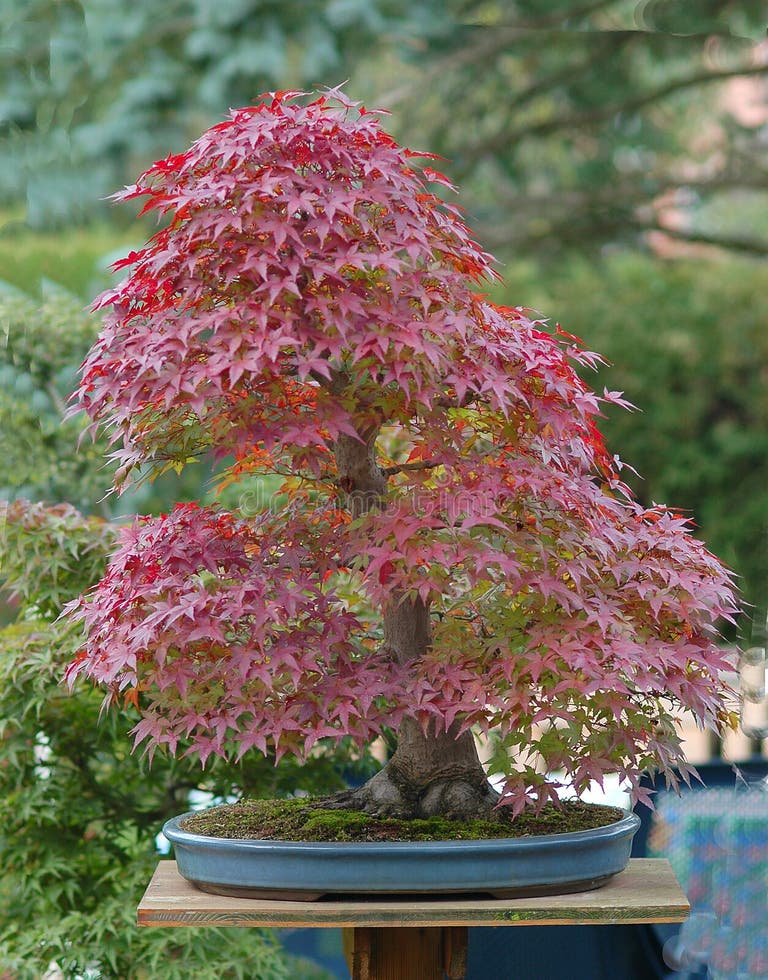 1,370 Japanese Maple Bonsai Stock Photos - Free & Royalty-Free Stock ...
