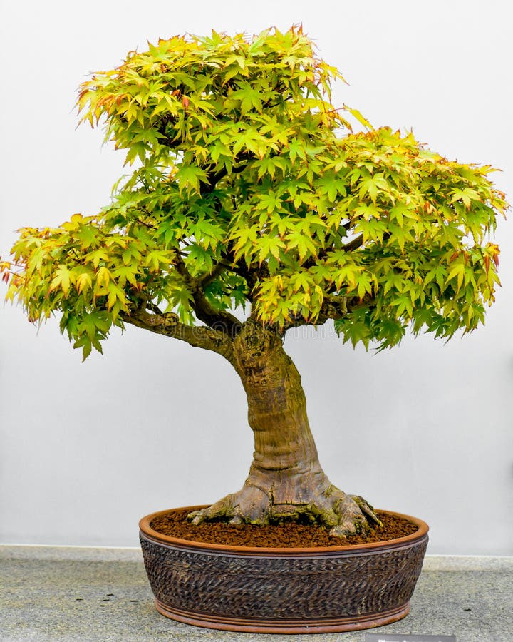 Japanese Maple Or Shishigashira Bonsai Tree, Acer Palmatum Stock Photo ...