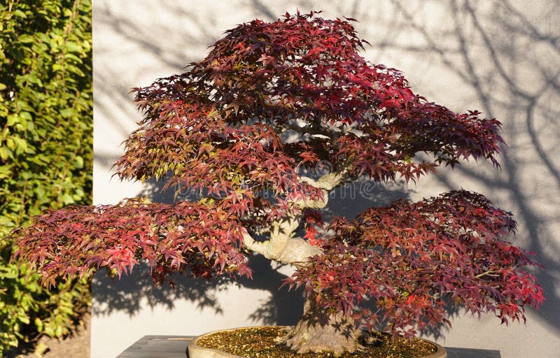A Japanese Maple Bonsai Tree with Red Leaves Stock Photo - Image of ...