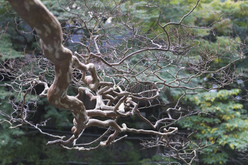 Maple Branch with Yellow Autumn Leaves in the Forest Against the Sun ...