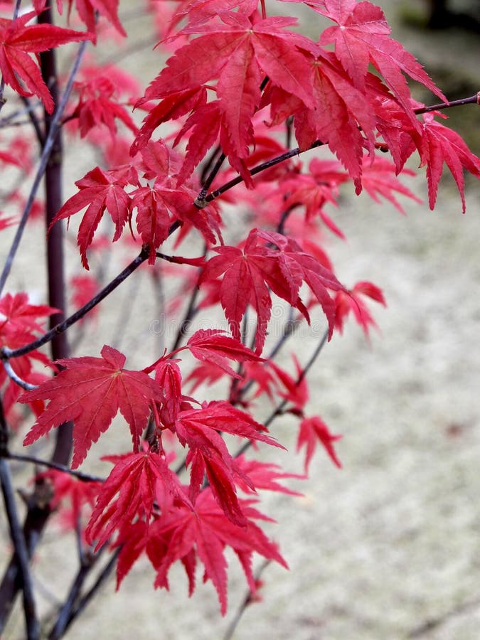 Japanese Maple Branches stock photo. Image of pointed - 120403882