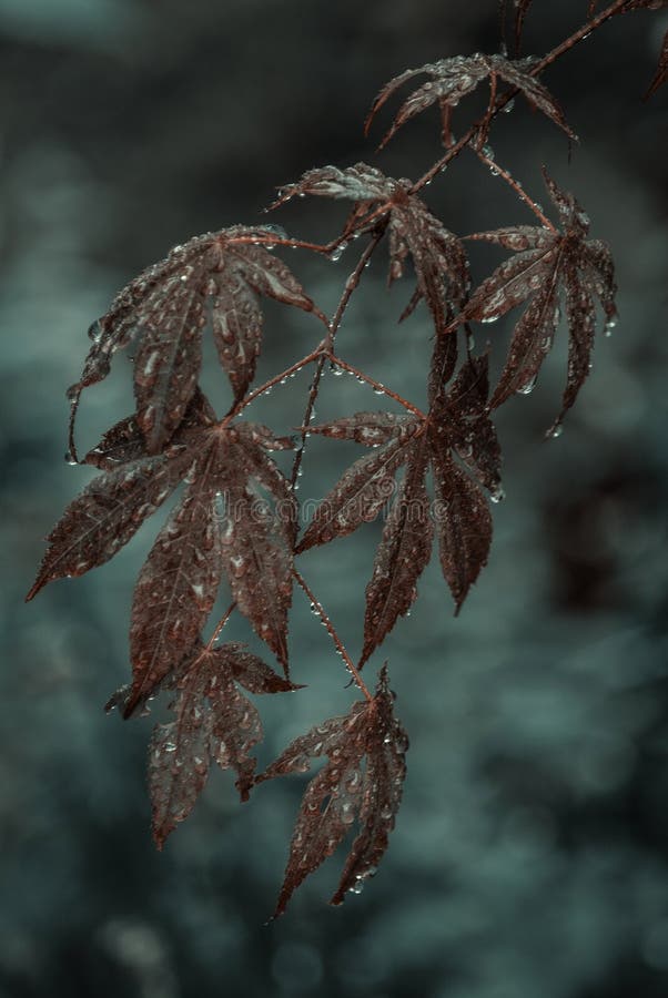Japanese Maple Changing Leaf Colors Early Fall Stock Image - Image of ...