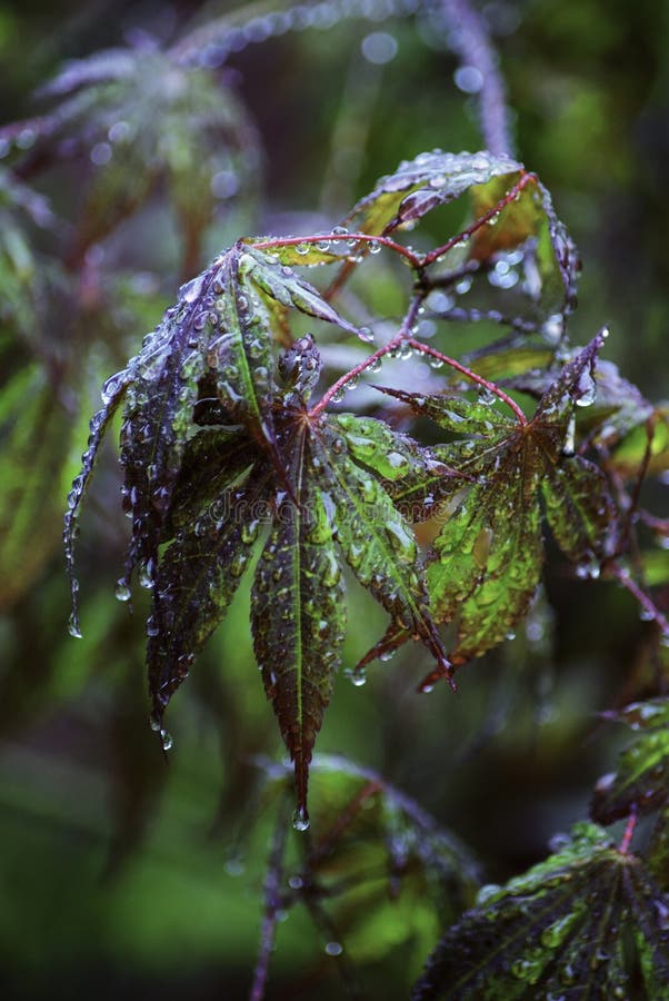 Japanese Maple Changing Leaf Colors Early Fall Stock Image - Image of ...
