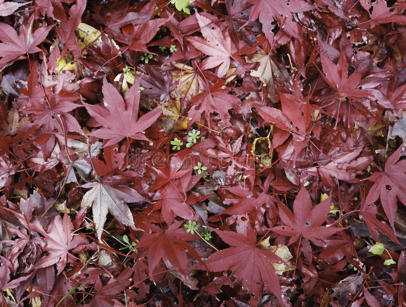Japanese Maple stock photo. Image of colorful, leaf, maple - 80709164