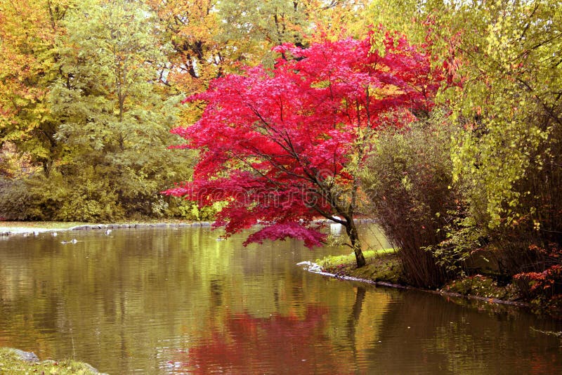 Japanese Maple in Fall stock photo. Image of wave, maple - 4221972