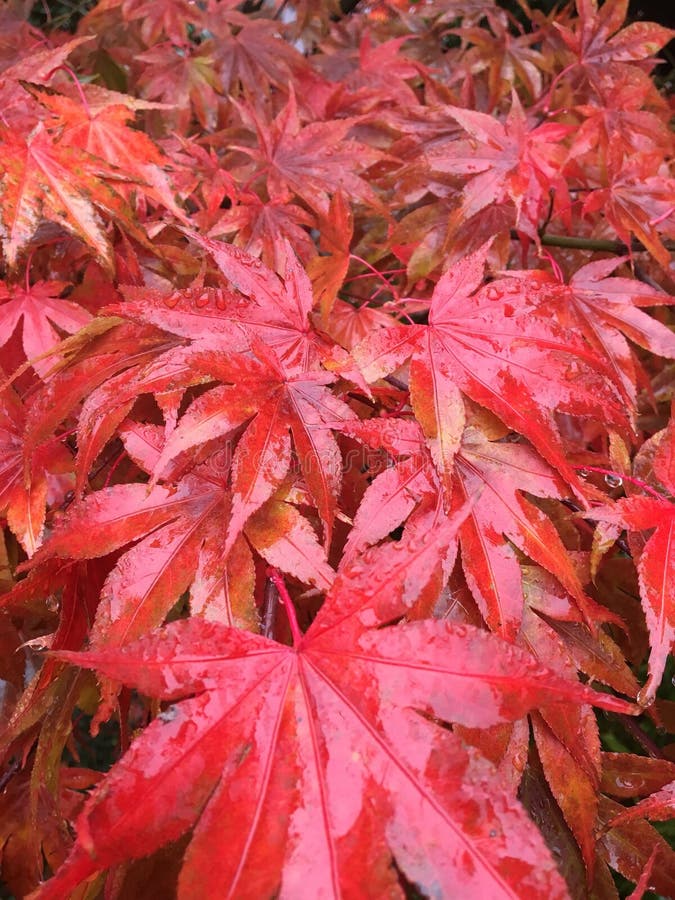 Japanese maple autumn stock photo. Image of fall, maple - 118366978