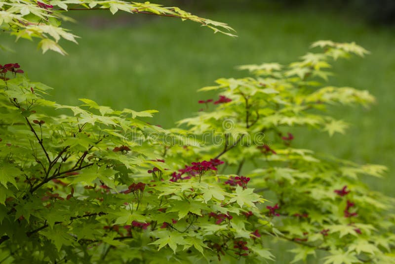 Japanese Maple Flowers. after the Flowers Bloom in Spring, they Attach ...