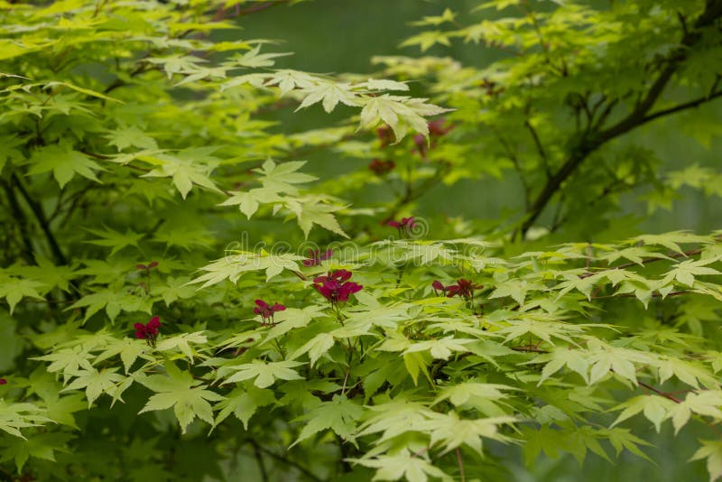 Japanese Maple Flowers. after the Flowers Bloom in Spring, they Attach ...