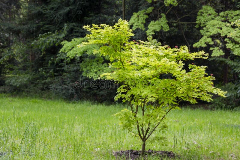 Japanese Maple Flowers. after the Flowers Bloom in Spring, they Attach ...