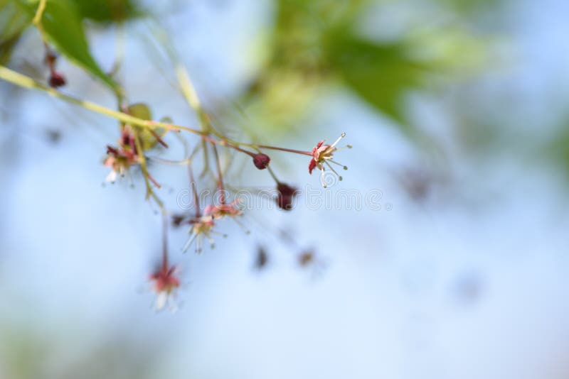 Japanese Maple Flowers and Samara. Stock Photo - Image of maple ...