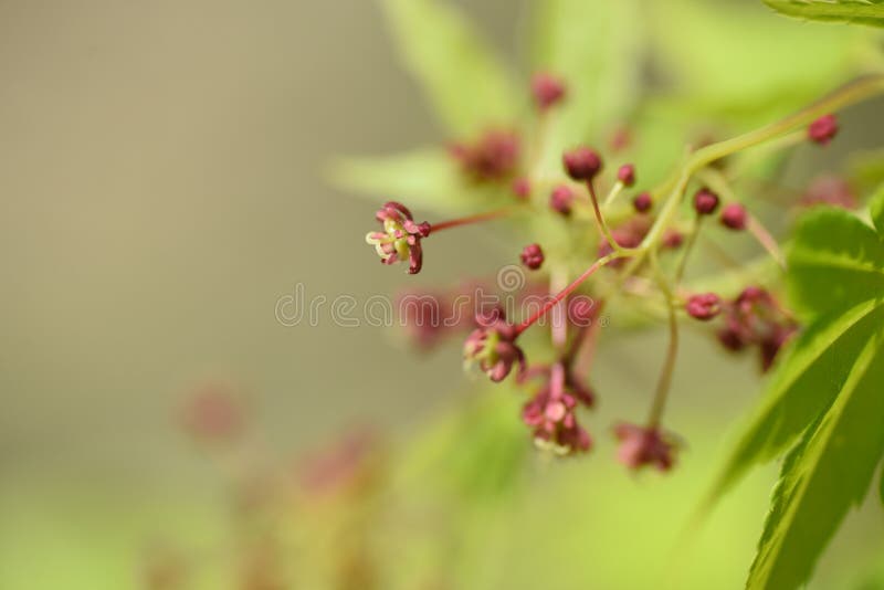 Japanese Maple Flowers and Samara. Stock Image - Image of ornamental ...