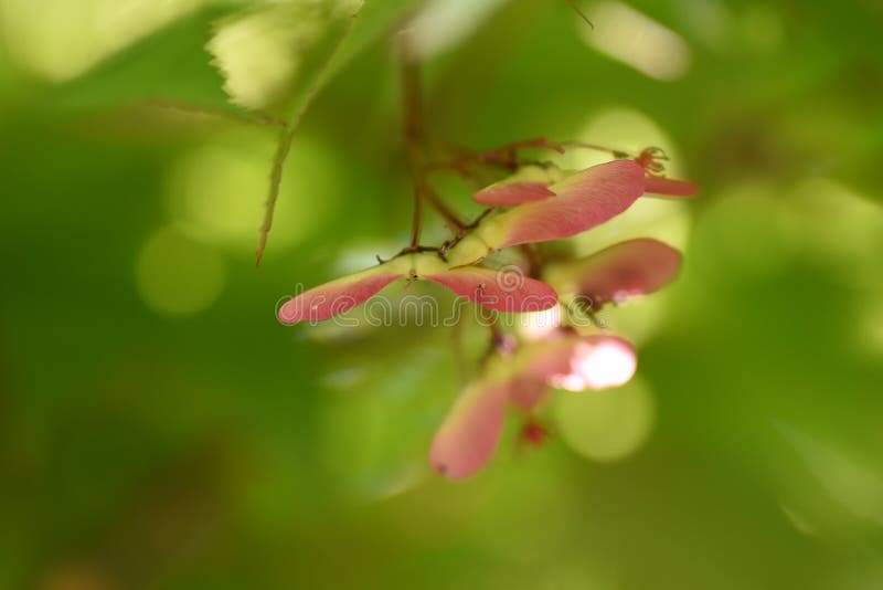 Japanese Maple Flowers and Samara. Stock Image - Image of green ...