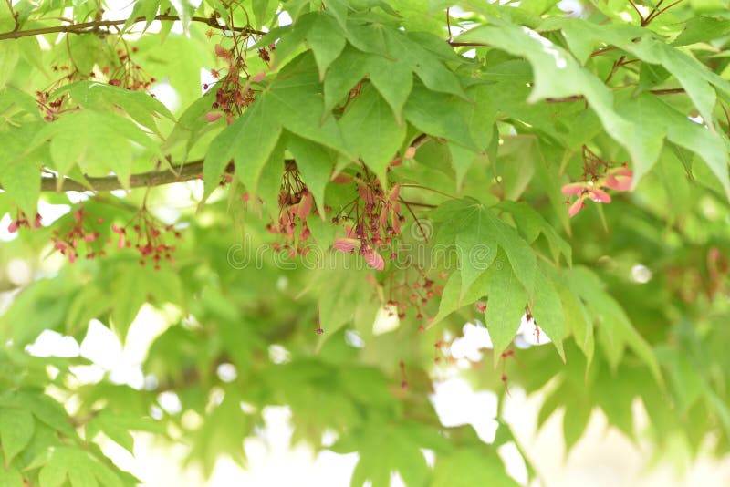 Japanese Maple Flowers and Samara. Stock Image - Image of ornamental ...