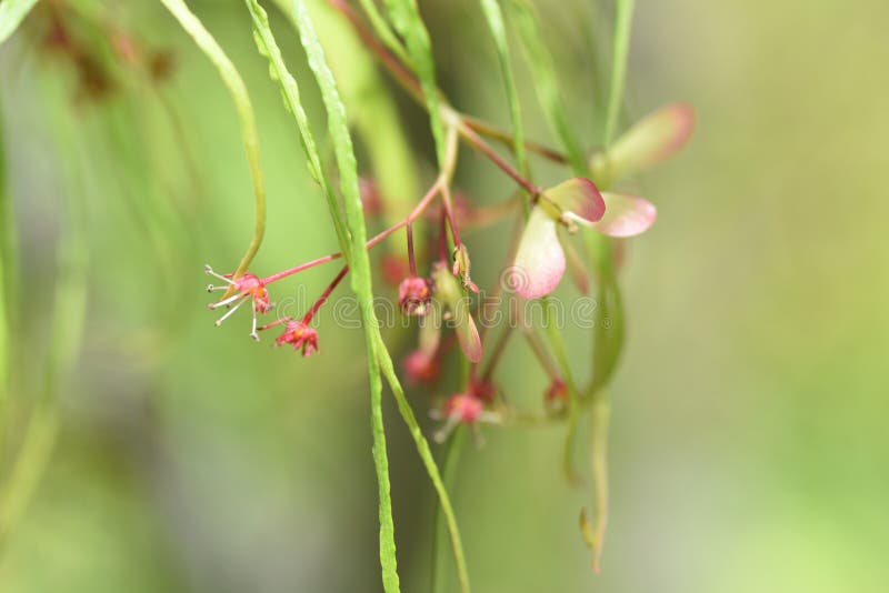 Japanese Maple Flowers and Samara. Stock Photo - Image of detail ...
