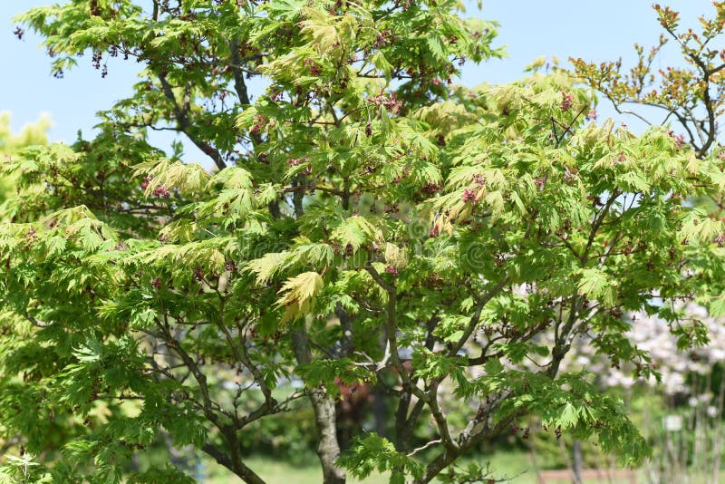 Japanese Maple Flowers and Samara. Stock Photo - Image of bloom ...