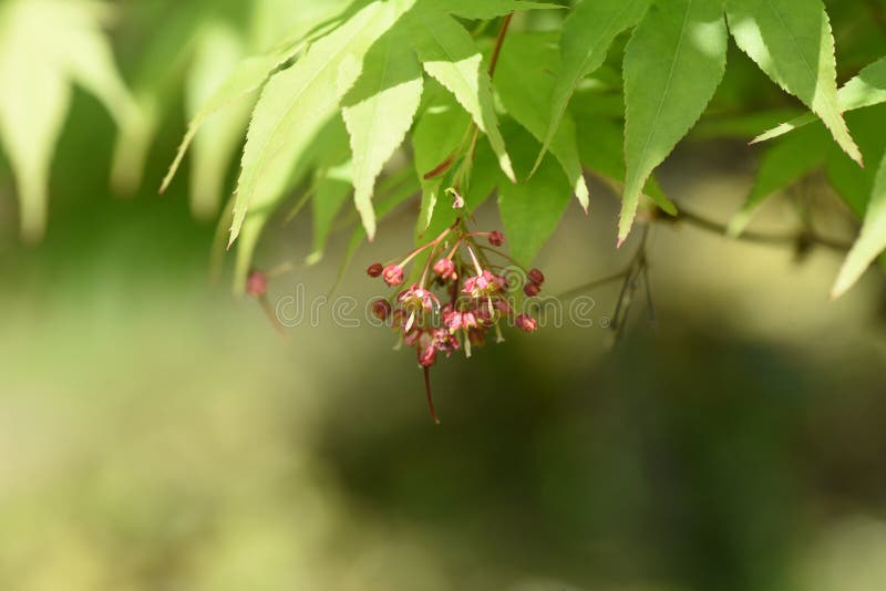 Japanese Maple Flowers and Samara. Stock Image - Image of green ...