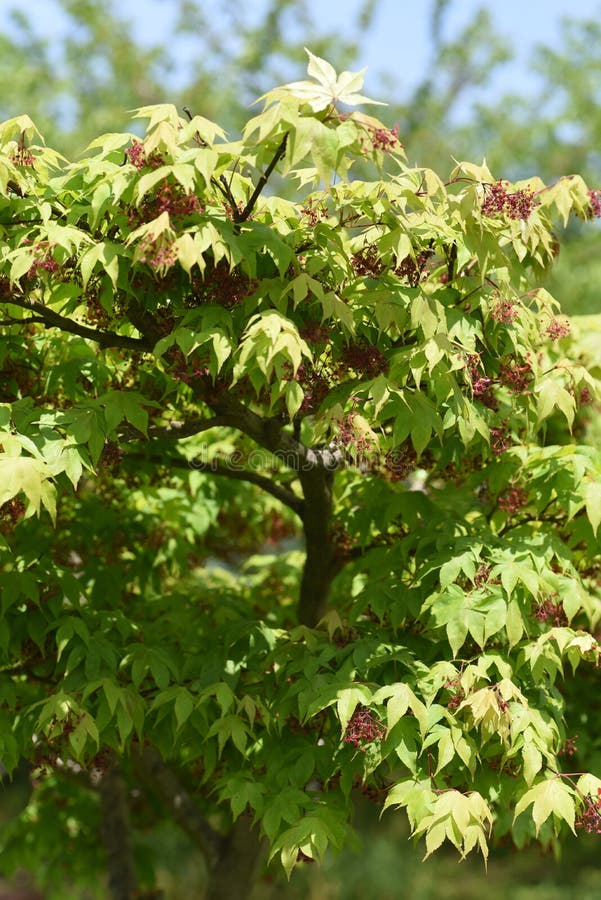 Japanese Maple Flowers and Samara. Stock Image - Image of beauty ...
