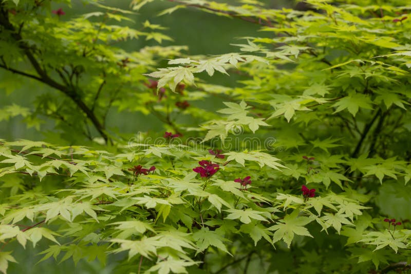 Japanese Maple Flowers. after the Flowers Bloom in Spring, they Attach ...
