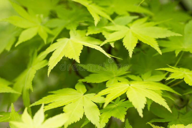 Japanese Maple Flowers. after the Flowers Bloom in Spring, they Attach ...