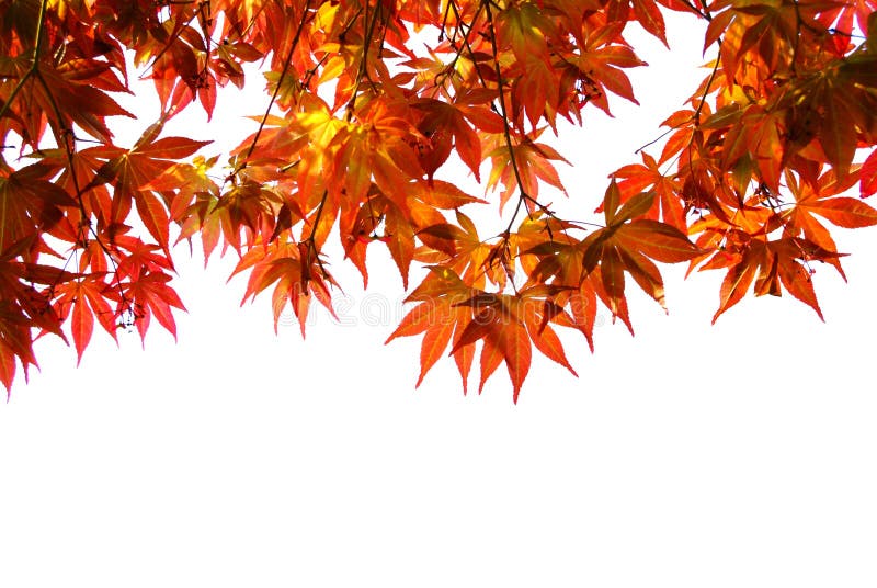 Japanese Maple Tree Leaves on Wood Deck Stock Image - Image of wood ...