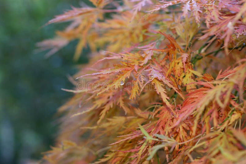 Japanese Maple Leaf stock photo. Image of sunset, maple - 69592