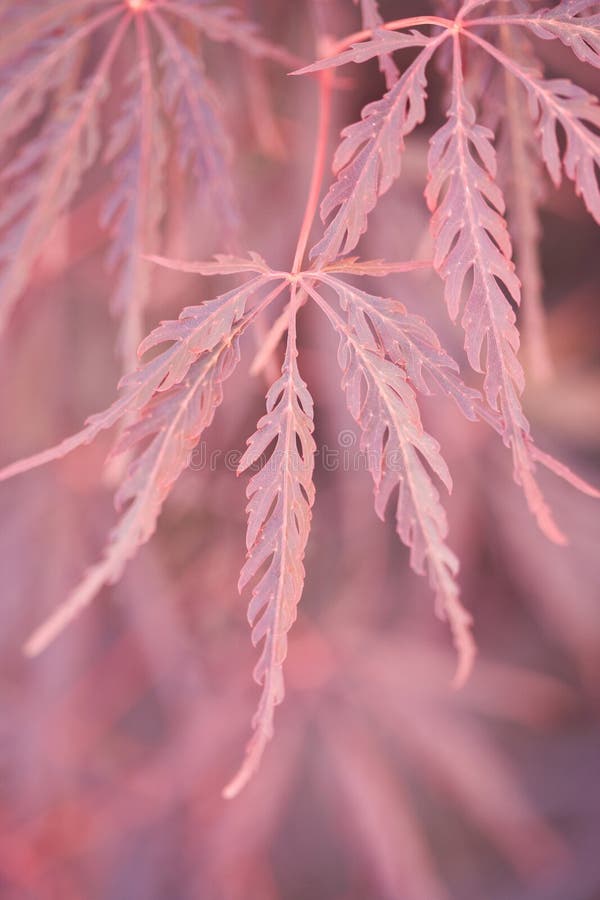 Japanese Maple Leaf stock image. Image of japanese, close - 7851063