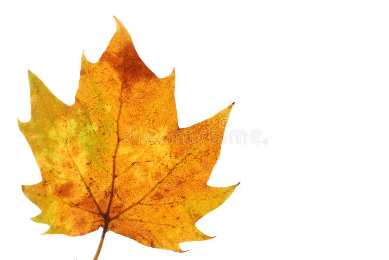 Japanese Maple Leaf Close Up Stock Photo - Image of natural, isolated ...