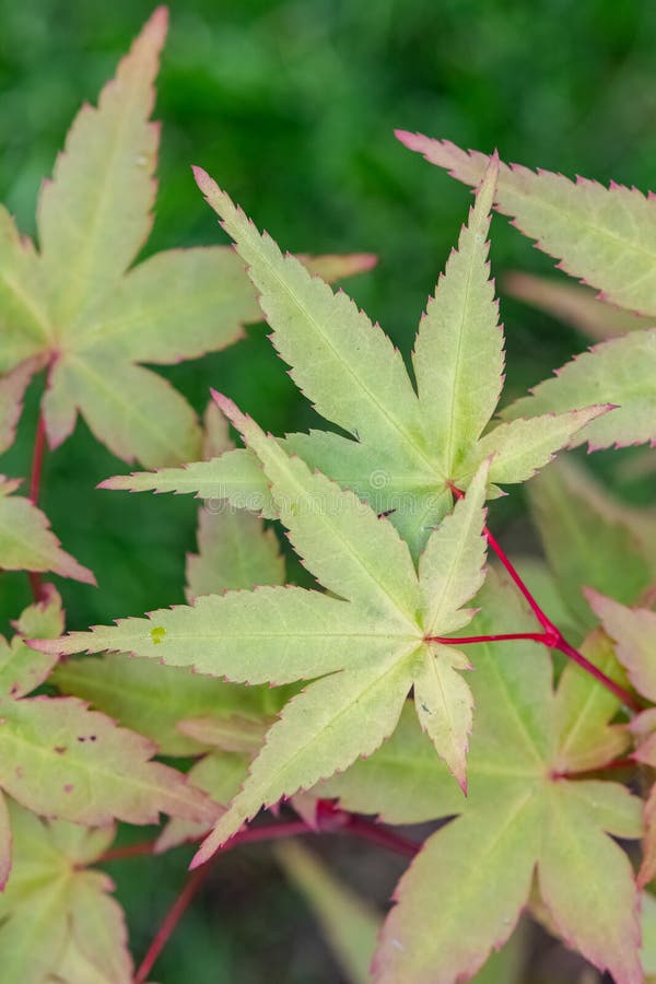 Japanese maple leaf stock photo. Image of fresh, growth - 218561322