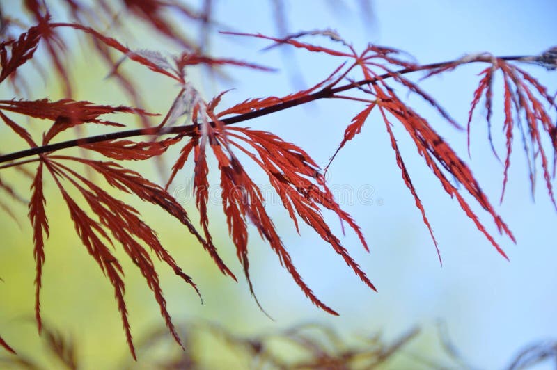 Japanese maple leaf editorial stock photo. Image of orange - 53682128