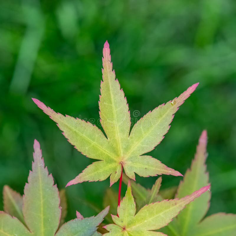 Japanese maple leaf stock image. Image of border, hand - 218564931