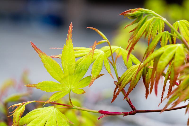 Japanese Maple Leaf in Spring Stock Photo - Image of sprouted, green ...