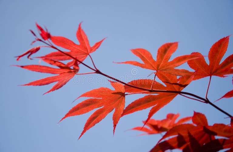 6,500 Blue Japanese Maple Tree Stock Photos - Free & Royalty-Free Stock ...