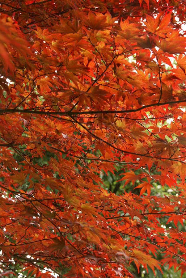 Japanese maple leaves stock image. Image of fall, twigs - 2653917