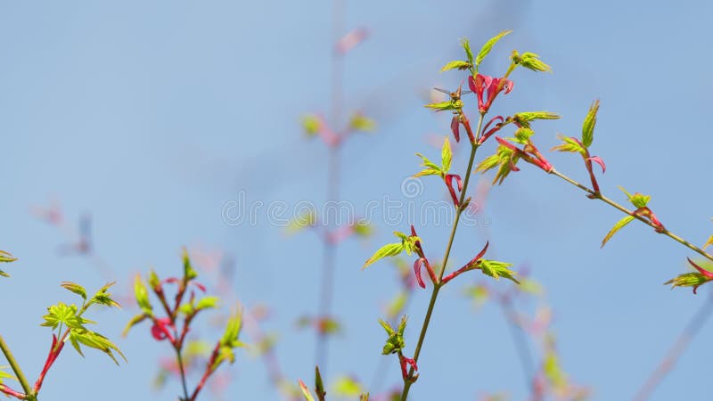 Japanese Maple Leaves and Young Twigs. Spring Young Shoots of Maple ...